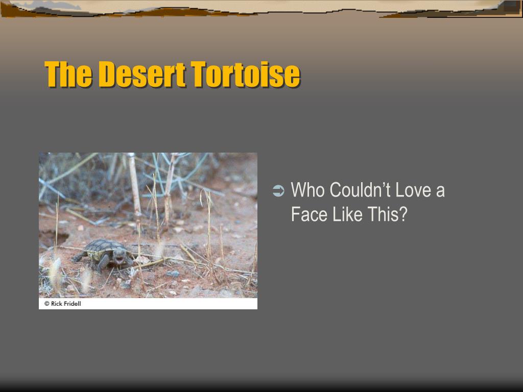 PPT - The Desert Tortoise PowerPoint Presentation, free download - ID ...