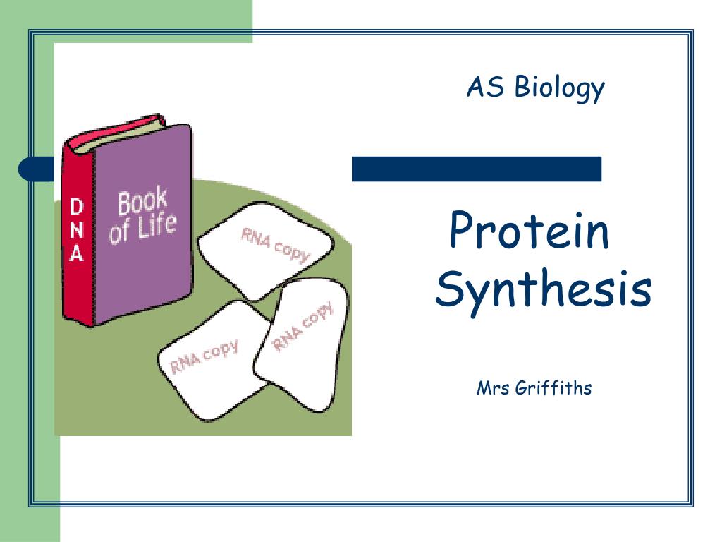PPT - Protein Synthesis PowerPoint Presentation, free download - ID:1224642