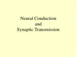 PPT - Neural Conduction PowerPoint Presentation, free download - ID:1279938