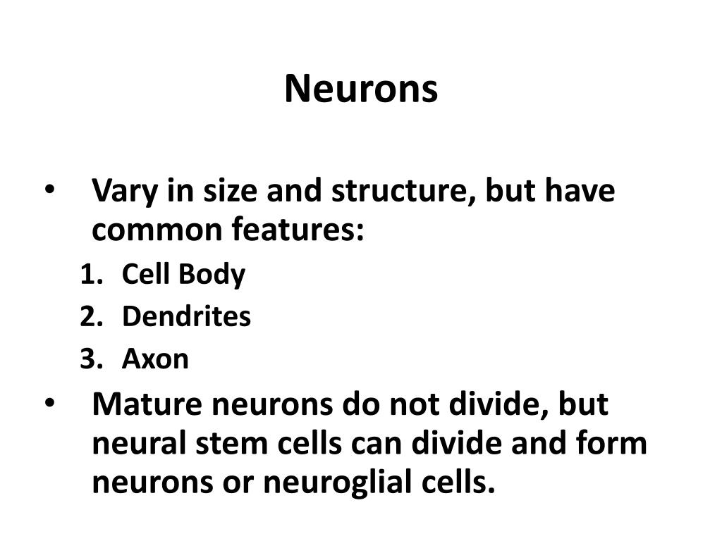PPT - Neurons PowerPoint Presentation, free download - ID:1230171