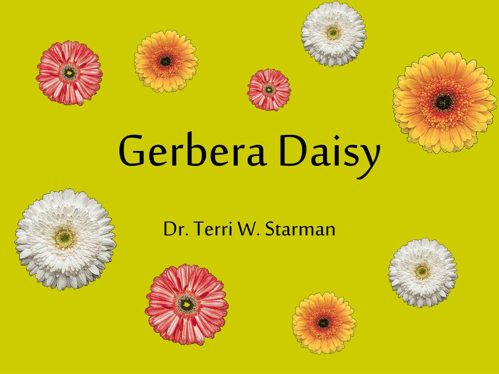 PPT - Gerbera Daisy PowerPoint Presentation, free download - ID:1233635