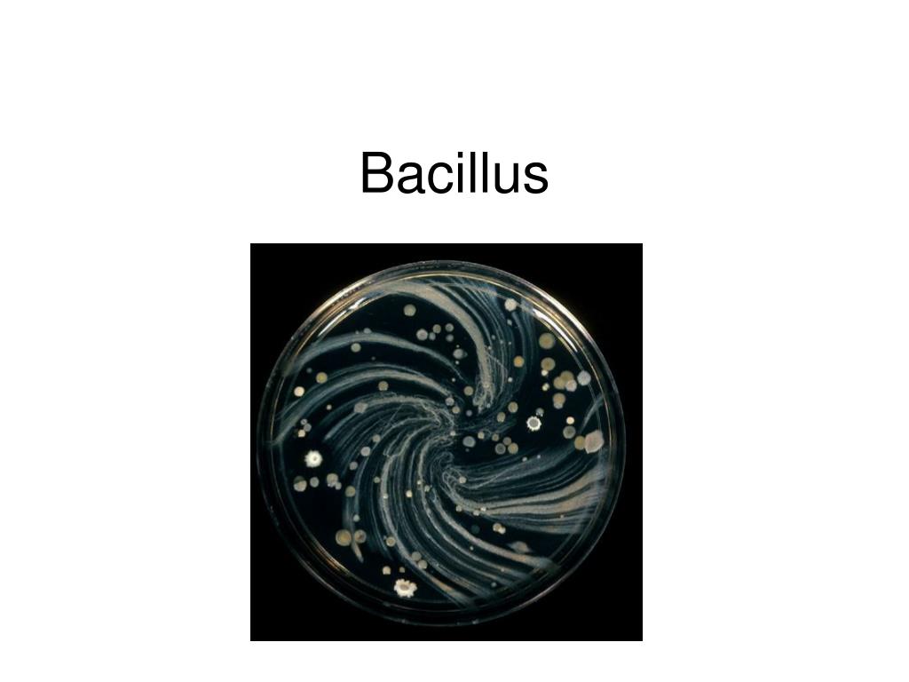 PPT - Bacillus PowerPoint Presentation, free download - ID:1249879