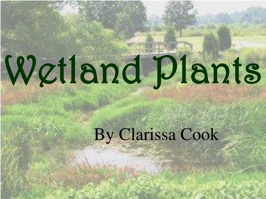 PPT - Wetland Plants PowerPoint Presentation, free download - ID:1250444