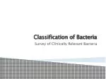 PPT - Classification of Bacteria PowerPoint Presentation, free download ...