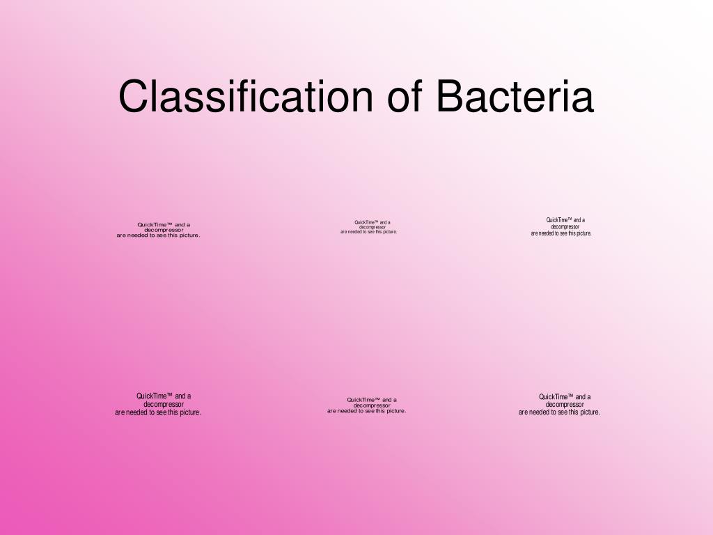 PPT - Classification of Bacteria PowerPoint Presentation, free download ...