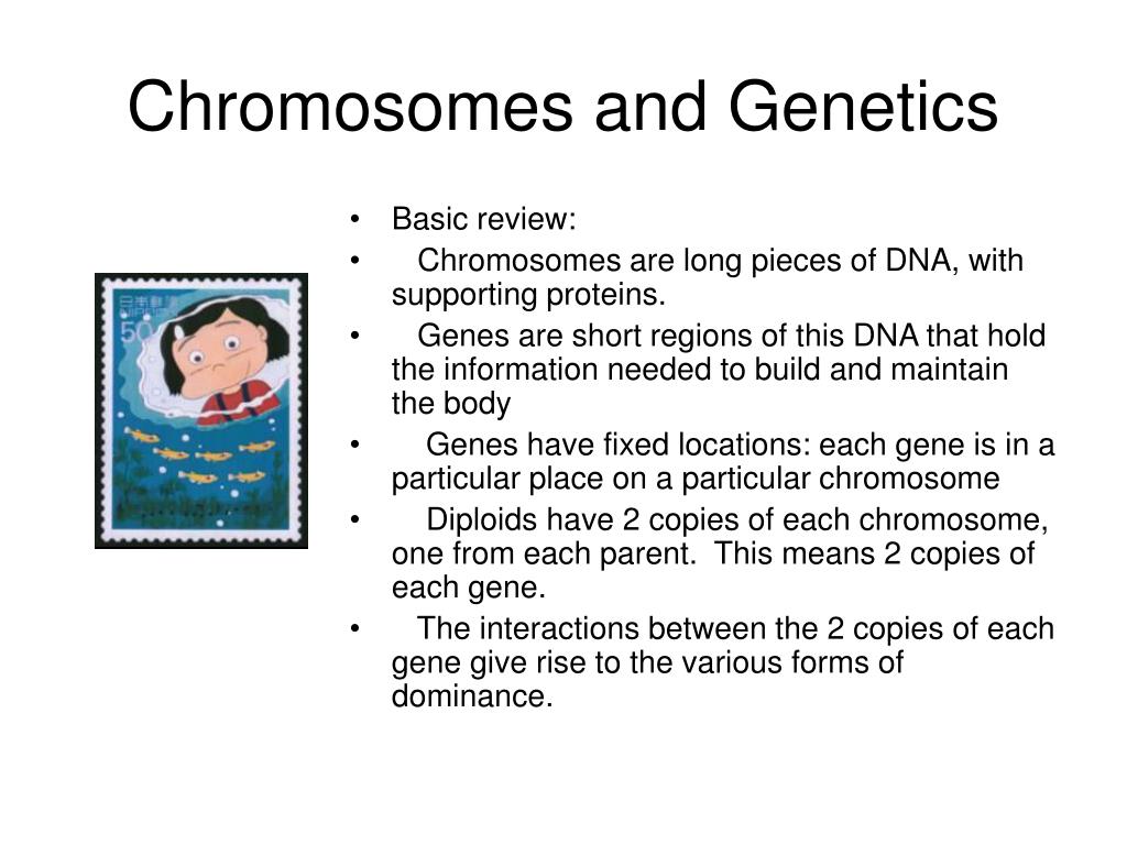 PPT - Chromosomes and Genetics PowerPoint Presentation, free download ...
