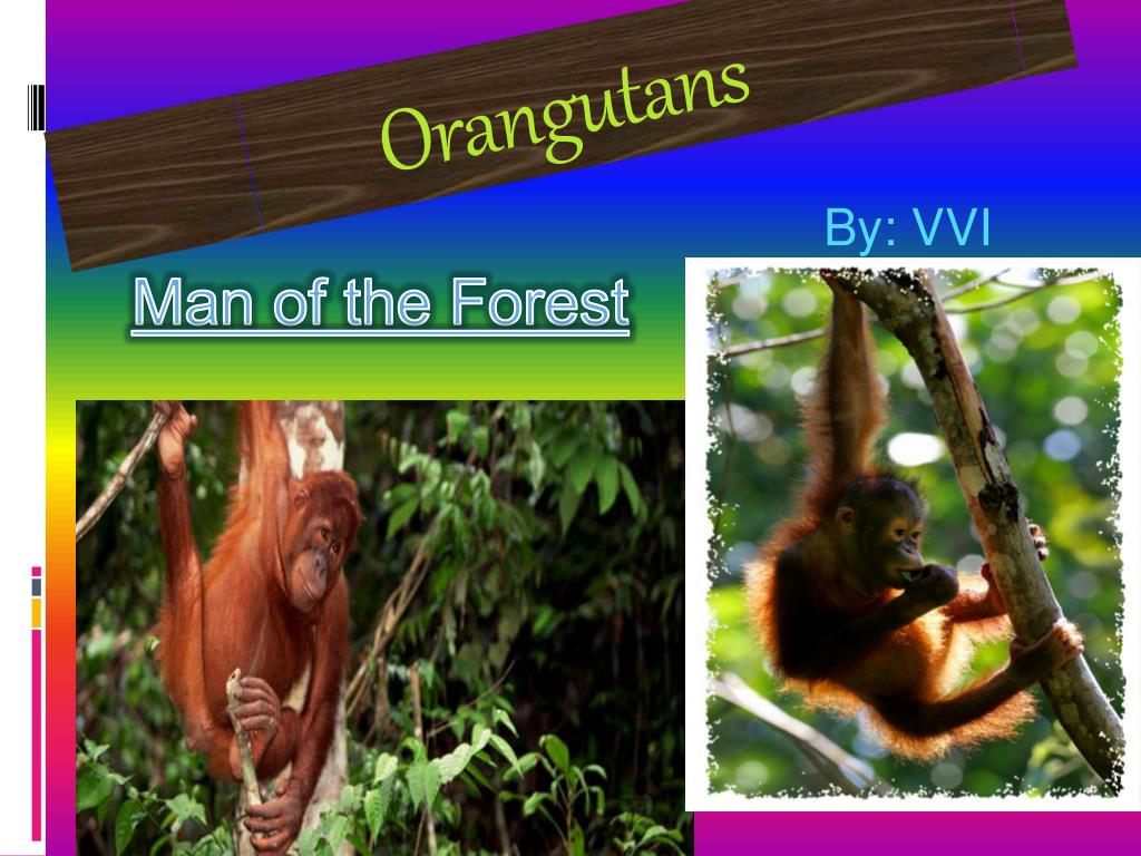PPT - Orangutans PowerPoint Presentation, free download - ID:1253096