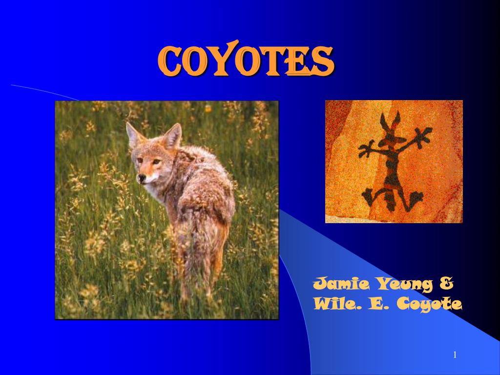 PPT - Coyotes PowerPoint Presentation, free download - ID:1254454