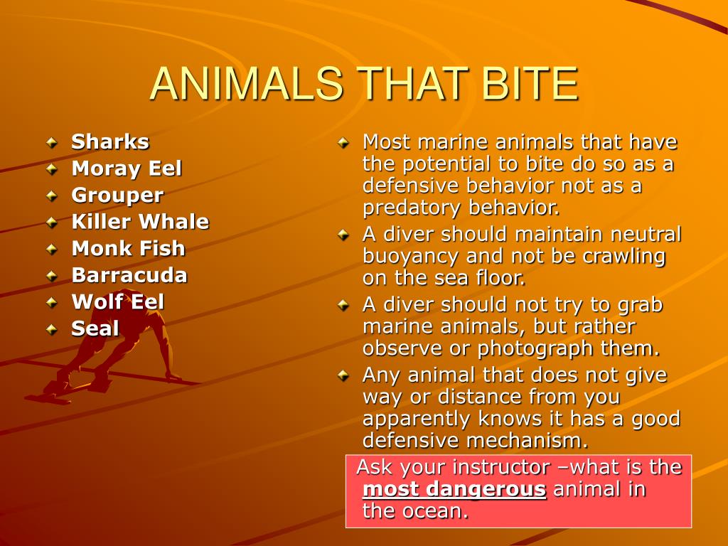 PPT - ANIMALS THAT BITE PowerPoint Presentation, free download - ID:1255299