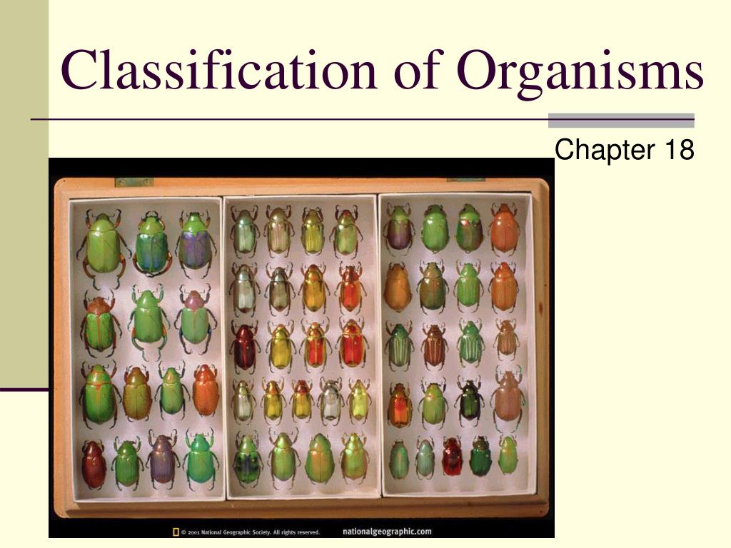 PPT - Classification of Organisms PowerPoint Presentation, free ...