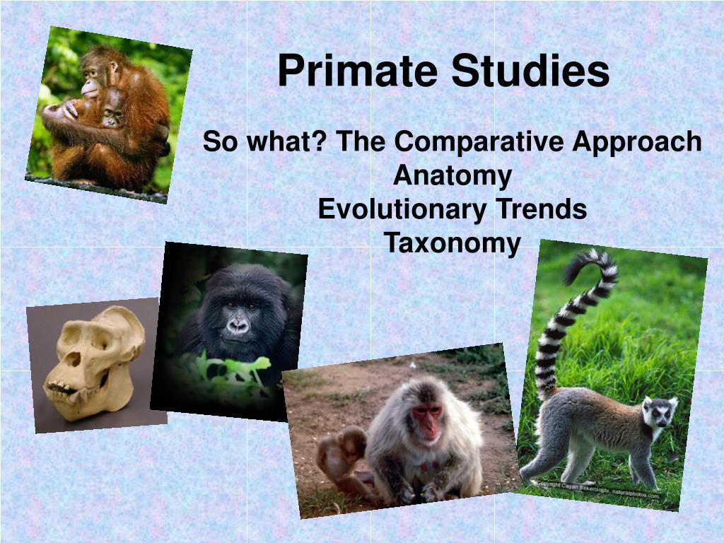 PPT - Primate Studies PowerPoint Presentation, free download - ID:1266773