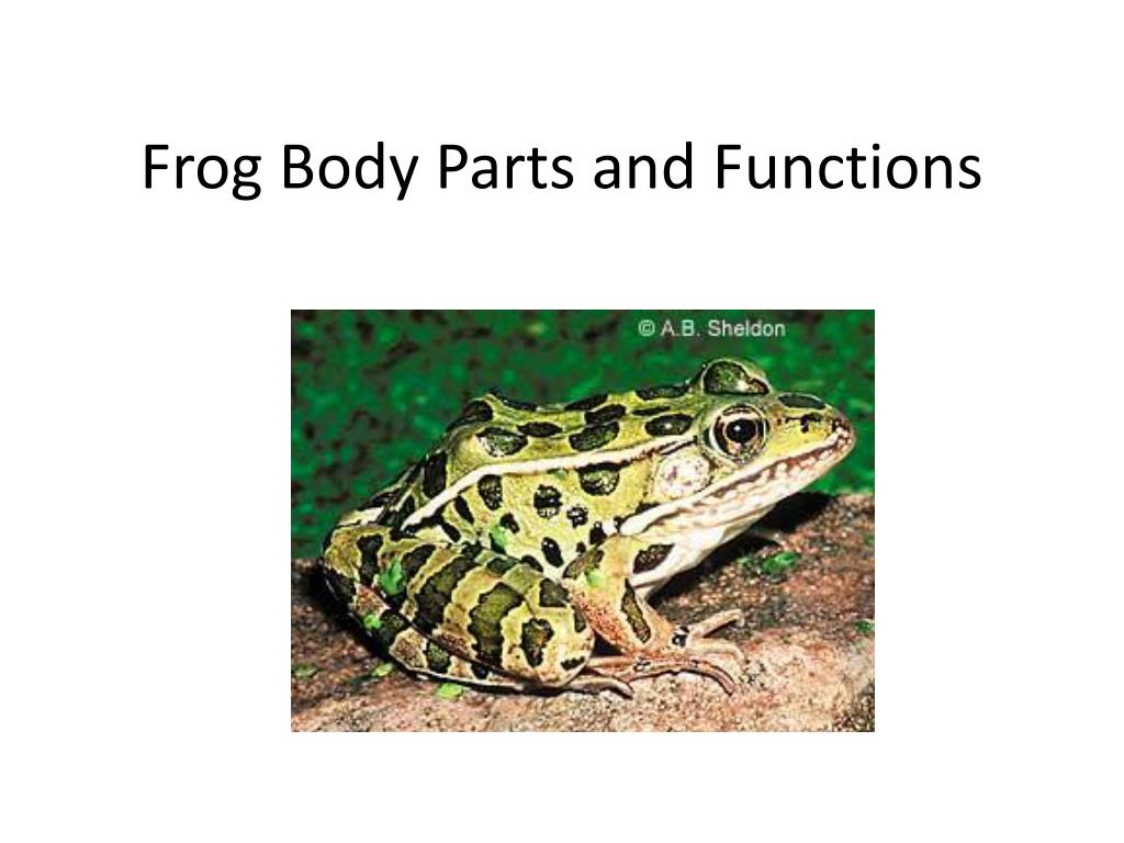 PPT - Frog Body Parts and Functions PowerPoint Presentation, free ...