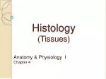 PPT - Histology - The Study of Tissues PowerPoint Presentation, free download - ID:375139