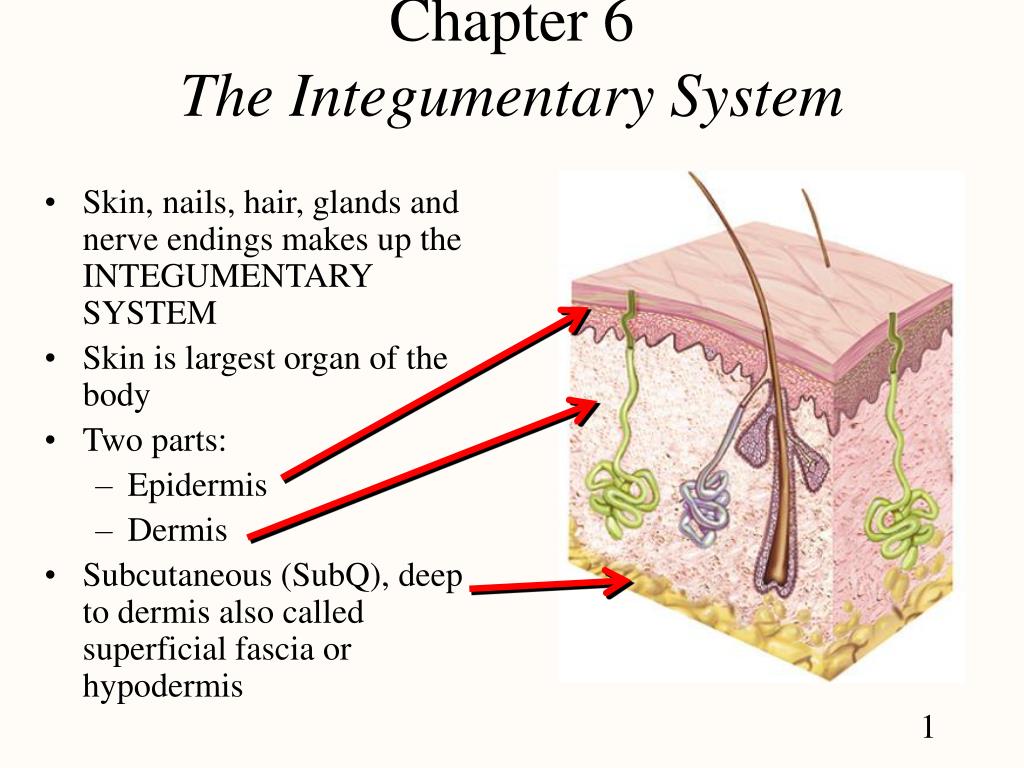 PPT - Chapter 6 The Integumentary System PowerPoint Presentation, free ...