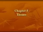 PPT - Chapter 3 Tissues PowerPoint Presentation, free download - ID:207066