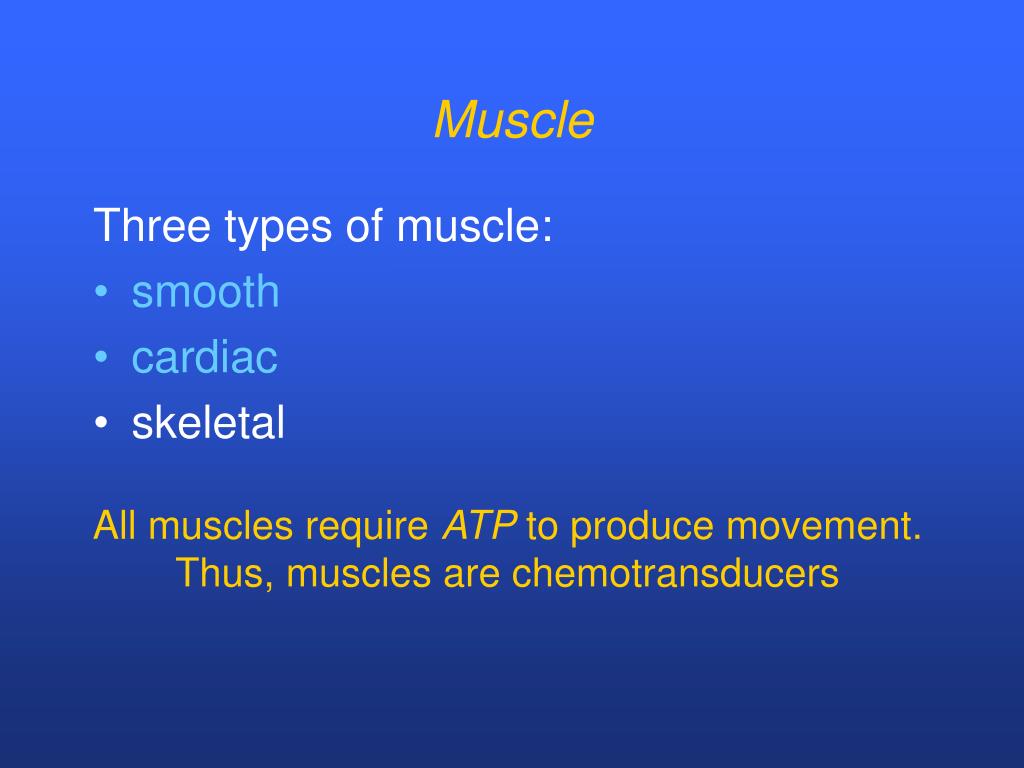 PPT - Muscle PowerPoint Presentation, free download - ID:1268554