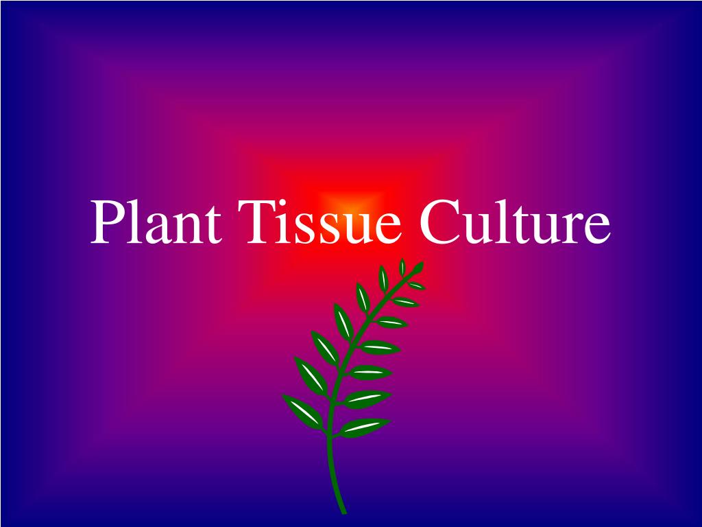 PPT - Plant Tissue Culture PowerPoint Presentation, free download - ID ...