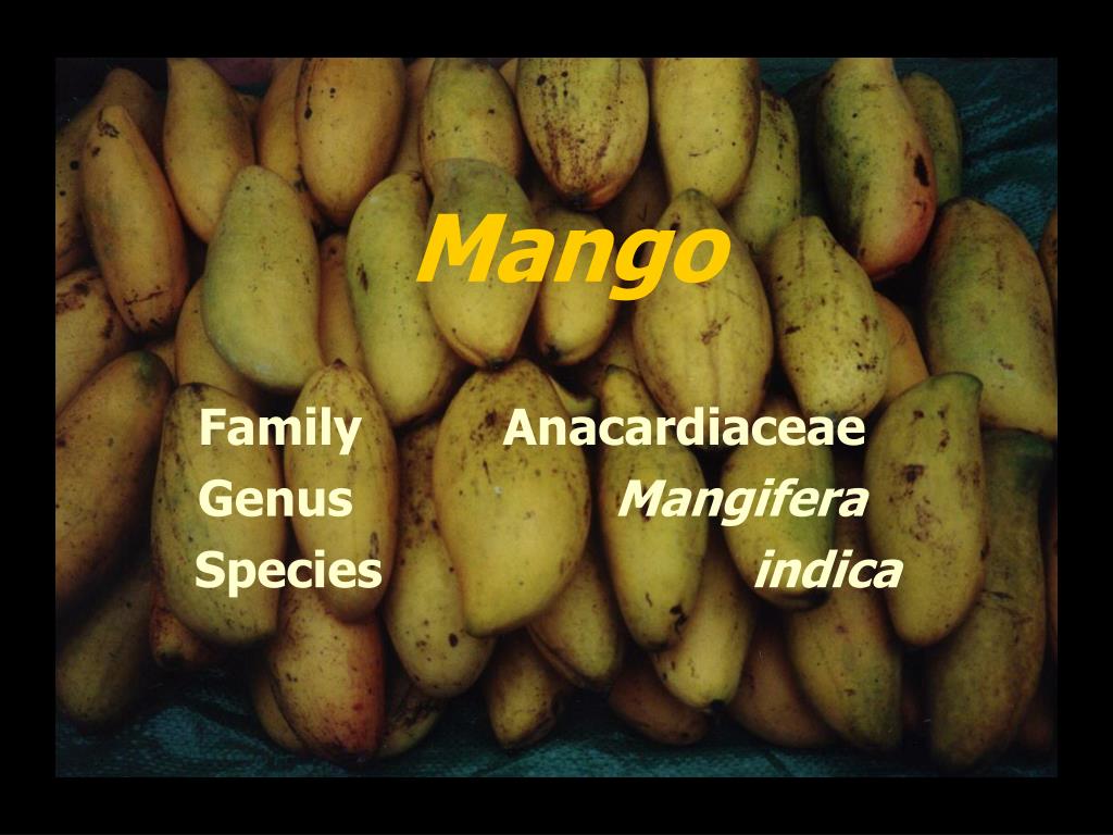 PPT - Mango PowerPoint Presentation, free download - ID:1272454