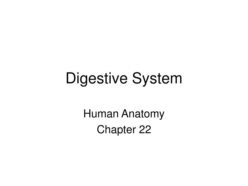 PPT - Digestive System PowerPoint Presentation, free download - ID:1273502