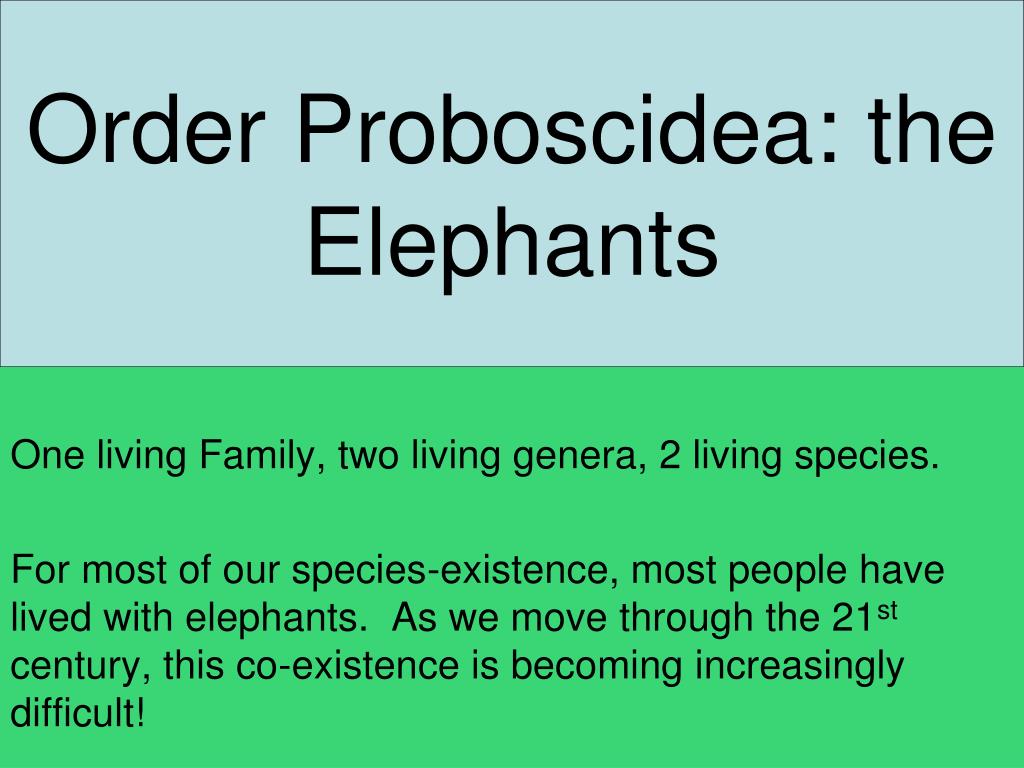 PPT - Order Proboscidea: the Elephants PowerPoint Presentation, free ...