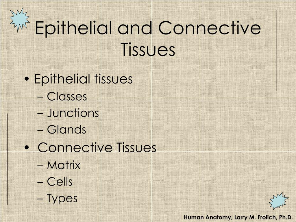 PPT - Epithelial and Connective Tissues PowerPoint Presentation, free ...