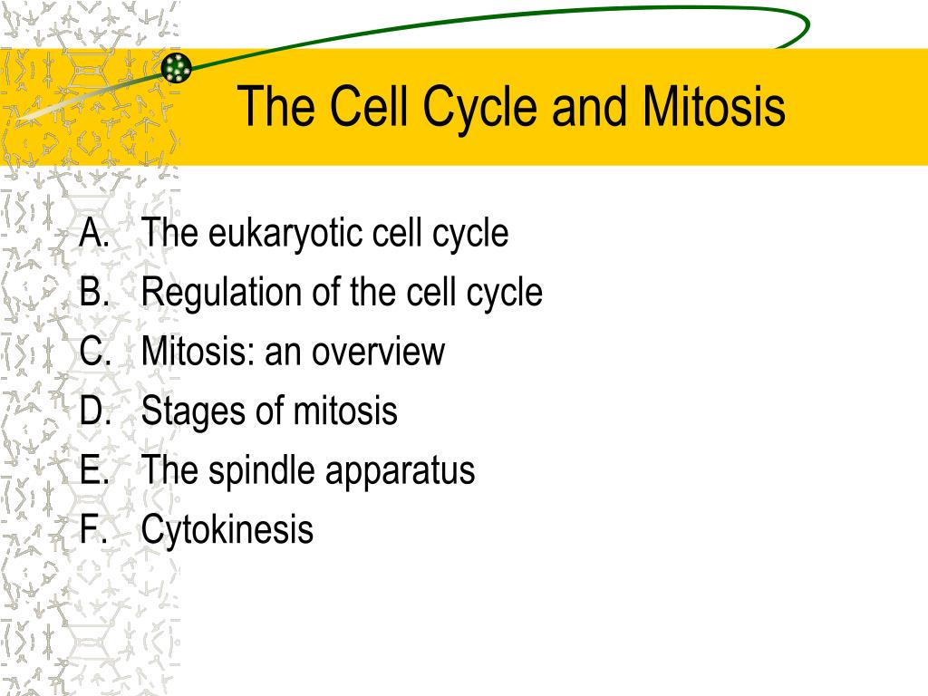 PPT - The Cell Cycle and Mitosis PowerPoint Presentation, free download ...