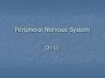 PPT - Peripheral Nervous System PowerPoint Presentation, free download ...