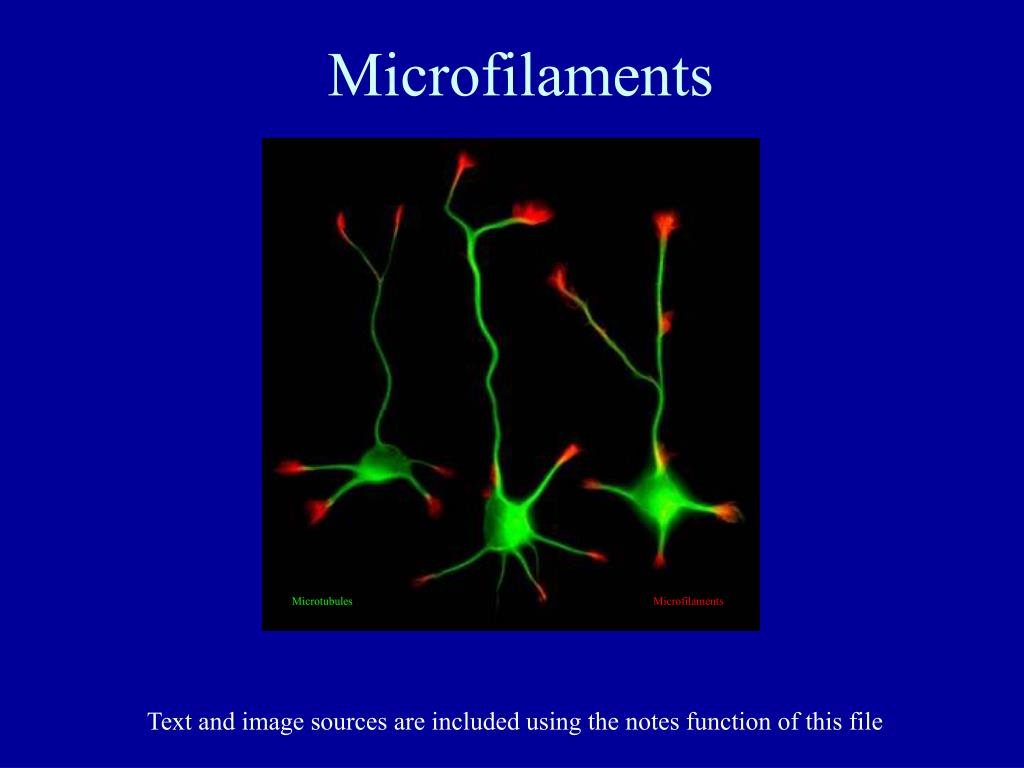 PPT - Microfilaments PowerPoint Presentation, free download - ID:1281171