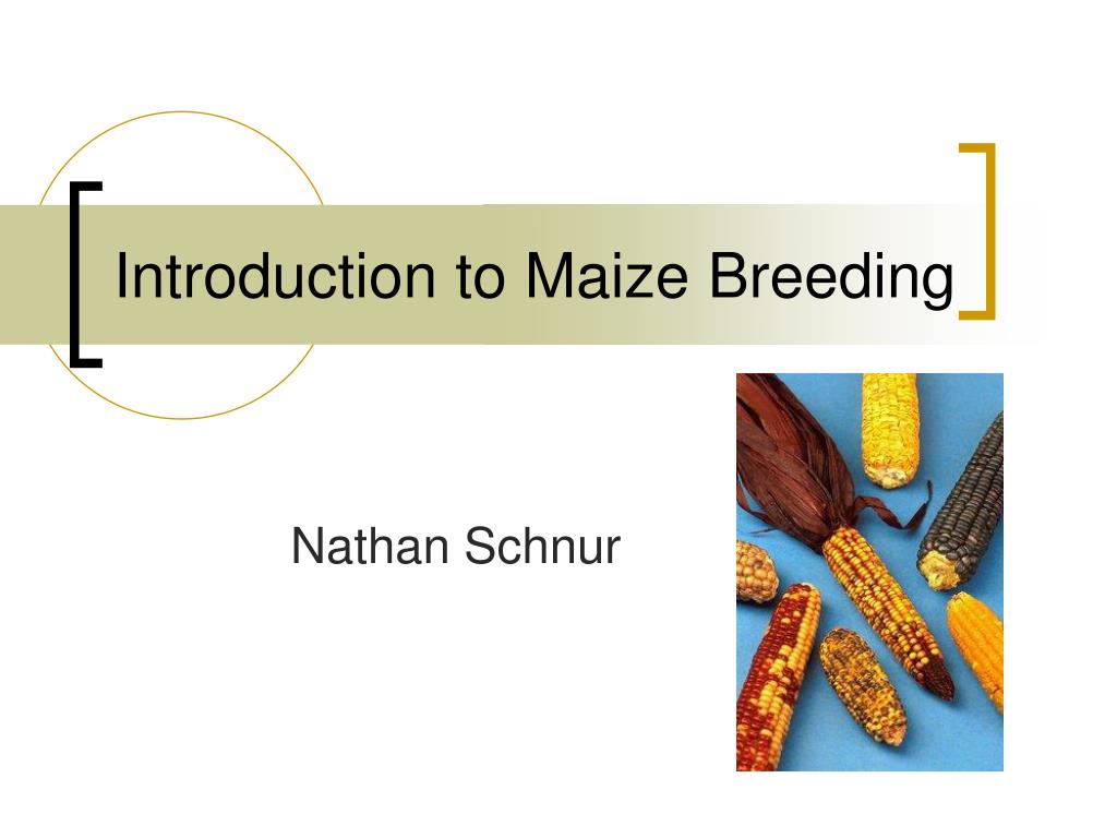 PPT - Introduction to Maize Breeding PowerPoint Presentation, free ...