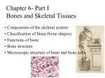 PPT - Chapter 6 Bones and Skeletal Tissues PowerPoint Presentation ...