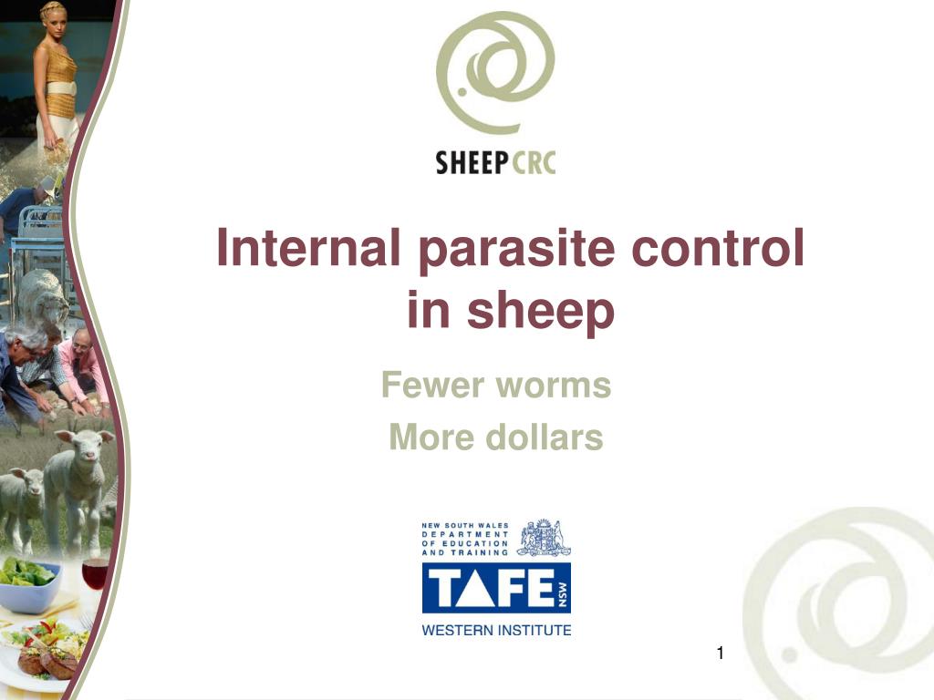 PPT - Internal parasite control in sheep PowerPoint Presentation, free ...