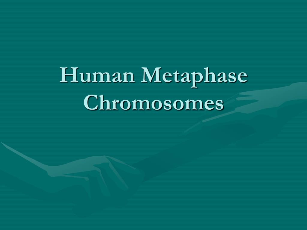 PPT - Human Metaphase Chromosomes PowerPoint Presentation, free ...