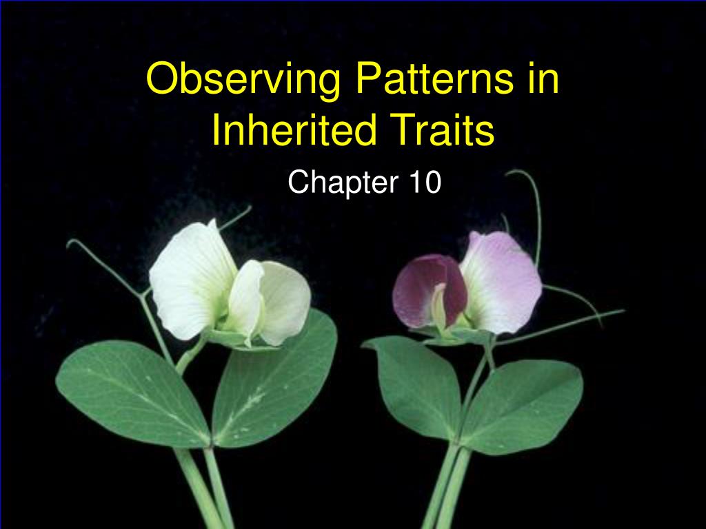 PPT - Observing Patterns in Inherited Traits PowerPoint Presentation ...