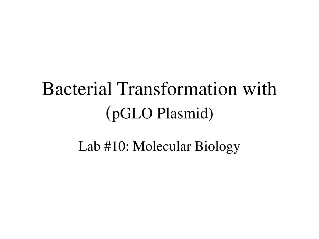 PPT - Bacterial Transformation with ( pGLO Plasmid) PowerPoint ...