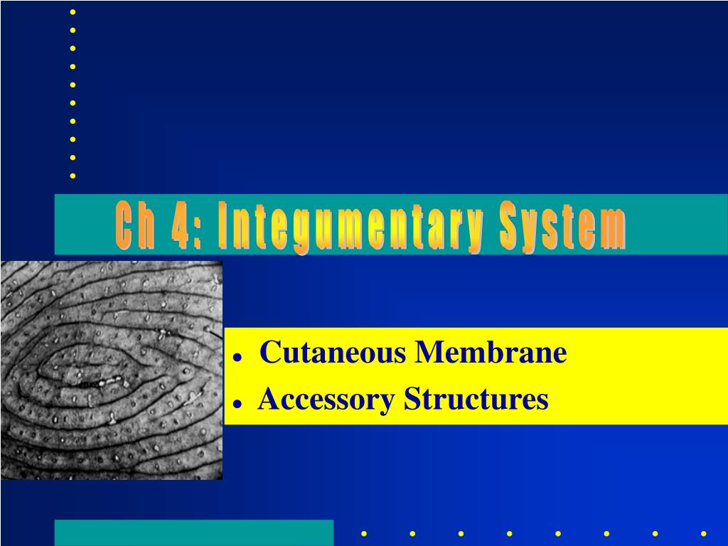 PPT - Cutaneous Membrane Accessory Structures PowerPoint Presentation ...