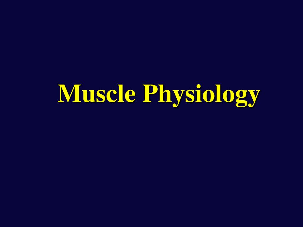 PPT - Muscle Physiology PowerPoint Presentation, free download - ID:1293568