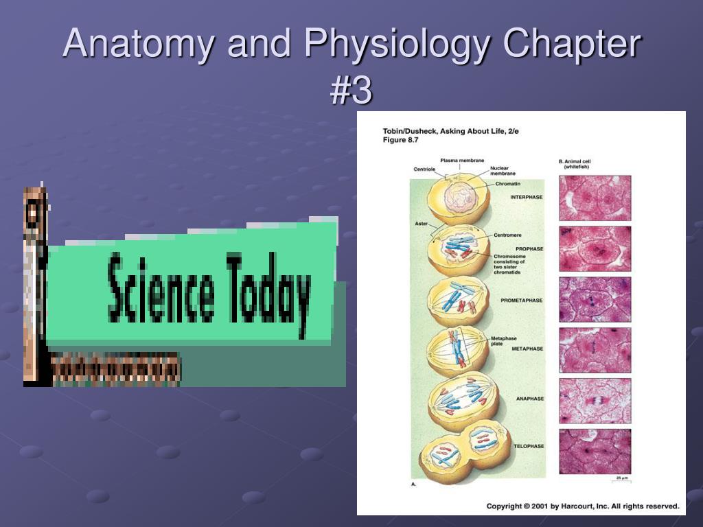 PPT - Anatomy and Physiology Chapter #3 PowerPoint Presentation, free ...