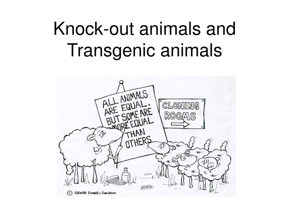 PPT - Knock-out animals and Transgenic animals PowerPoint Presentation ...