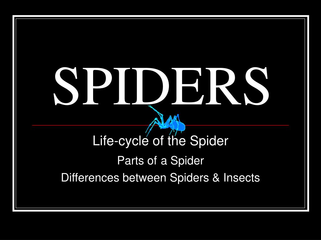 PPT - SPIDERS PowerPoint Presentation, free download - ID:1302570