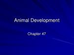 PPT - ANIMAL GROWTH AND DEVELOPMENT PowerPoint Presentation, free ...