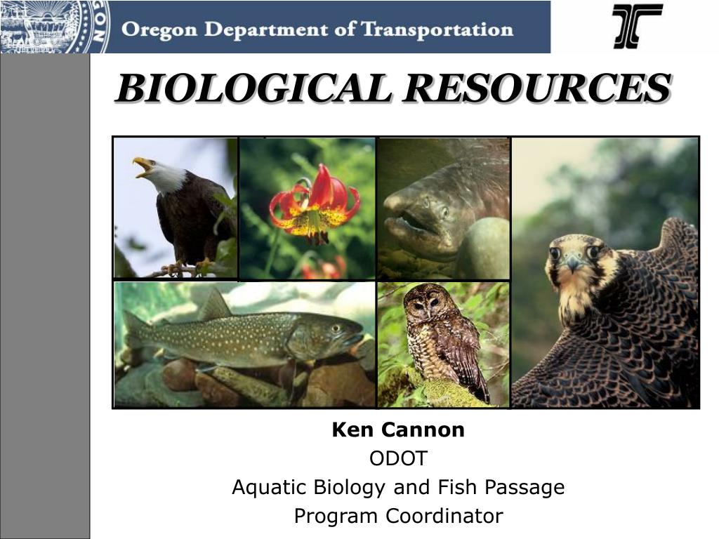 PPT - BIOLOGICAL RESOURCES PowerPoint Presentation, free download - ID ...