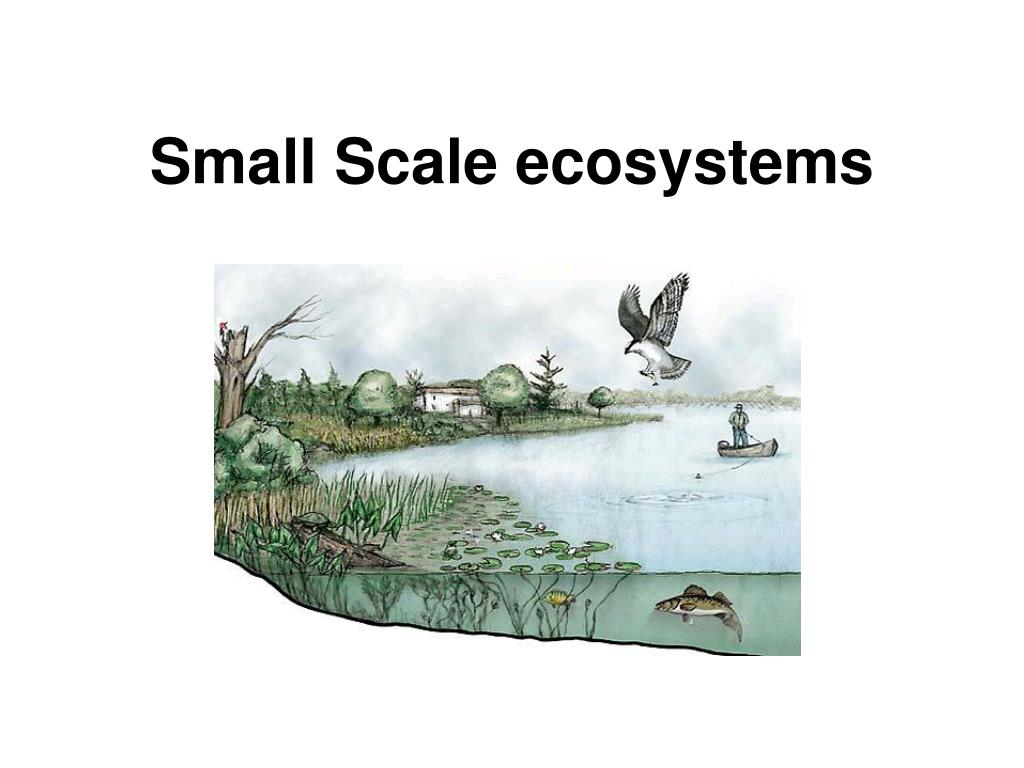 PPT - Small Scale ecosystems PowerPoint Presentation, free download ...