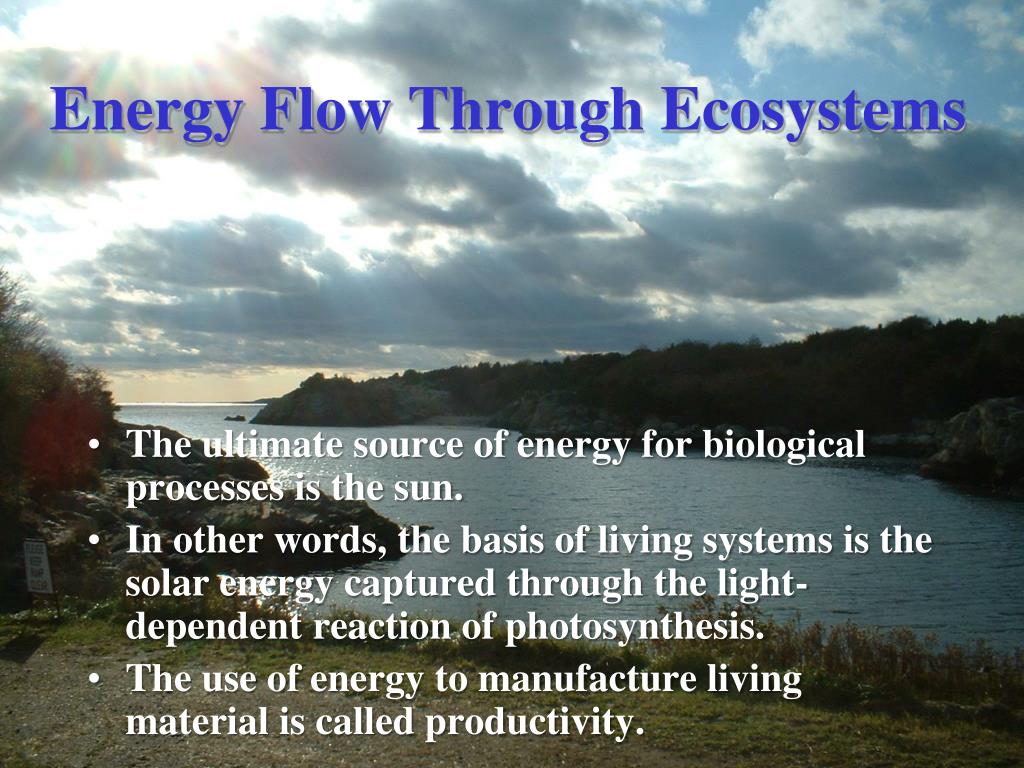 PPT - Energy Flow Through Ecosystems PowerPoint Presentation, free ...