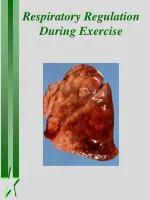 PPT - RESPIRATORY REGULATION DURING EXERCISE PowerPoint Presentation ...