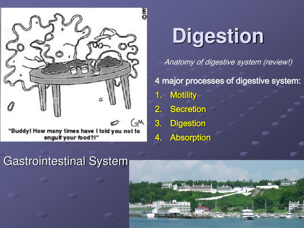 PPT - Gastrointestinal System PowerPoint Presentation, free download ...