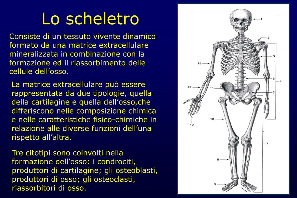 PPT - Lo scheletro PowerPoint Presentation, free download - ID:1345092