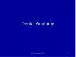 PPT - DENTAL ANATOMY PowerPoint Presentation, free download - ID:249764