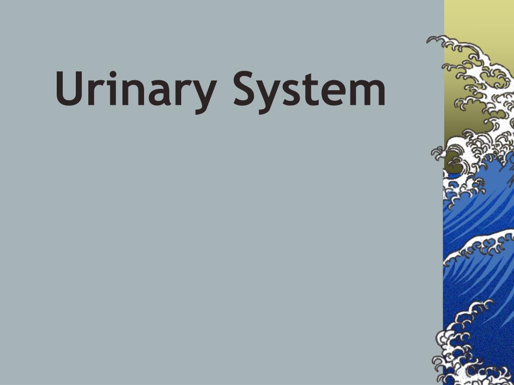 PPT - Urinary System PowerPoint Presentation, free download - ID:1352959