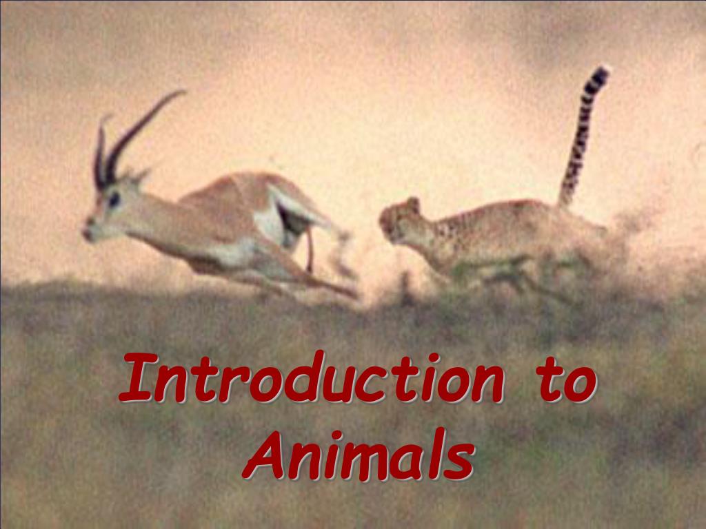 PPT - Introduction to animals PowerPoint Presentation, free download ...