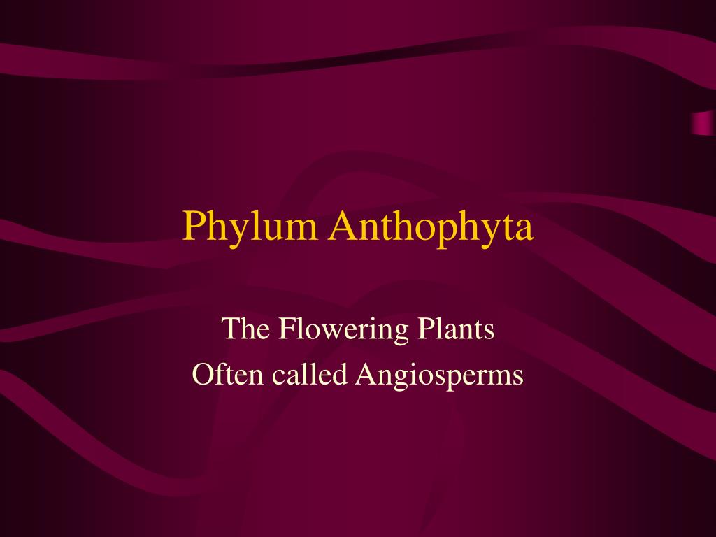 PPT - Phylum Anthophyta PowerPoint Presentation, free download - ID:1365595